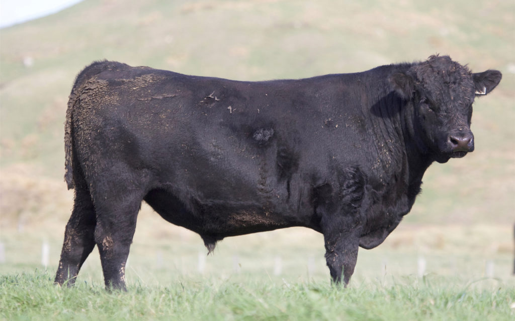 Moanaroa Angus | breeding imagebreeding image ~ Moanaroa Angus