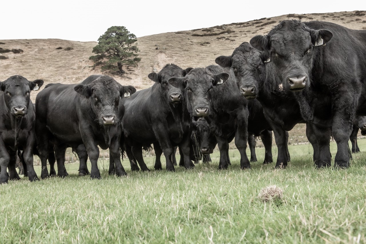 Moanaroa Angus | moanaroa-homemoanaroa-home ~ Moanaroa Angus